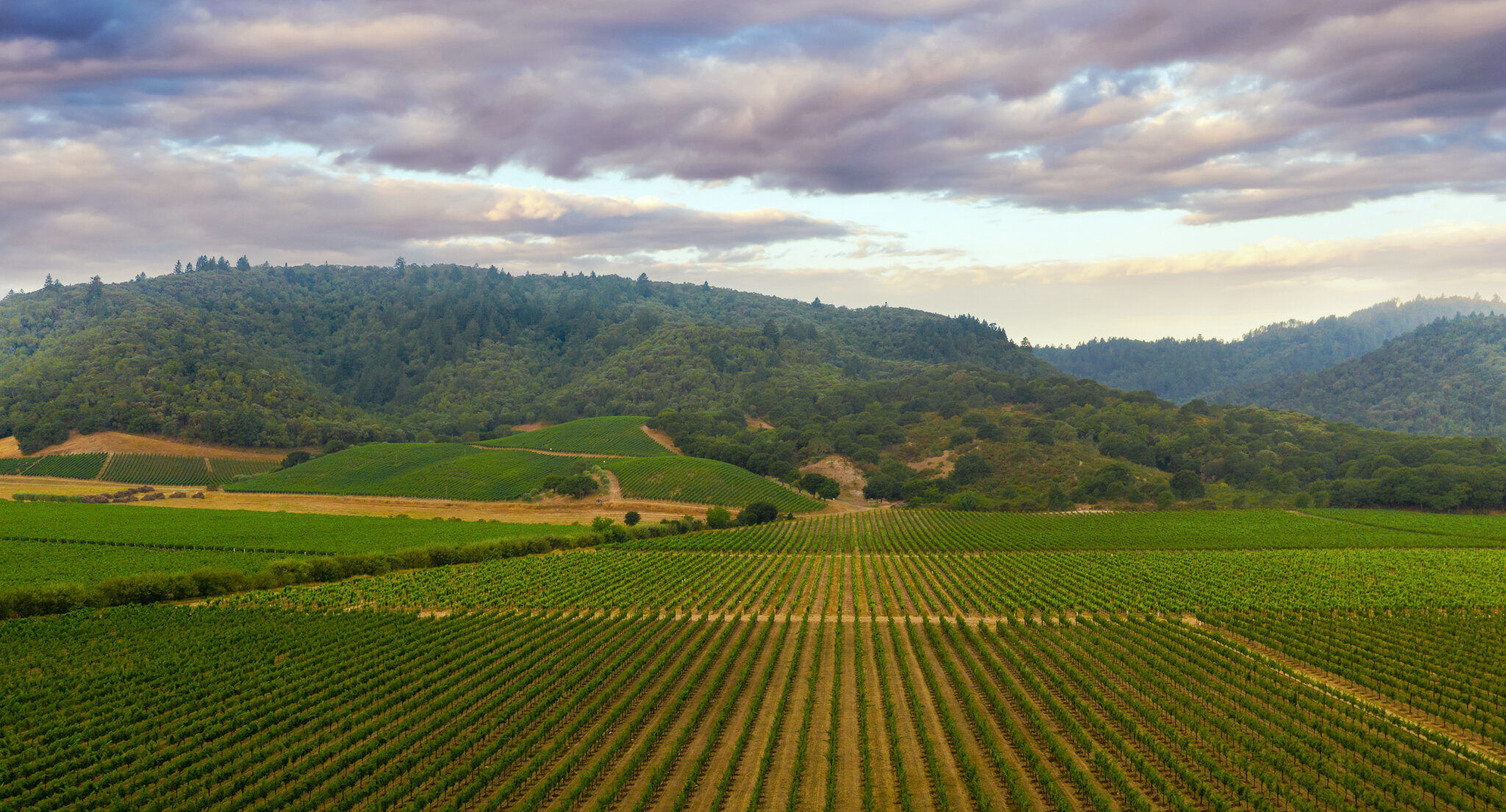 Yountville Ranch | Markham Vineyards